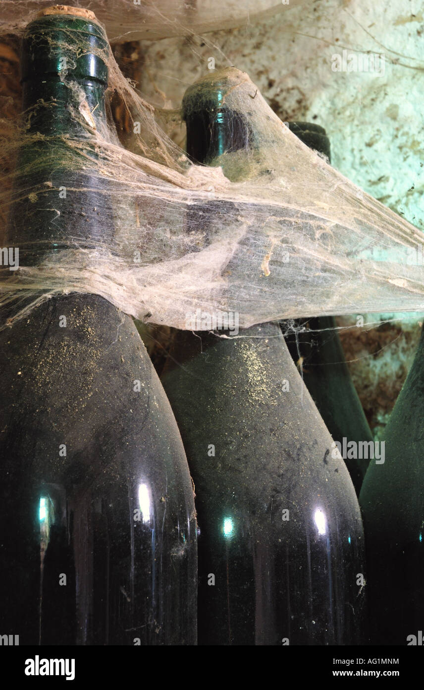 Spider cellar cobweb hi-res stock photography and images - Alamy
