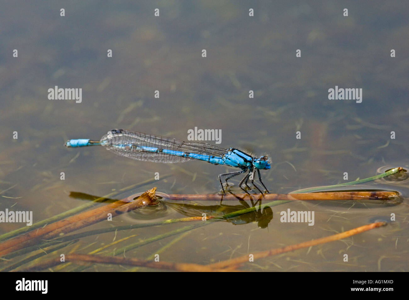 A Common blue damselfly (damsel fly) anallagma cyathigerum on the ...
