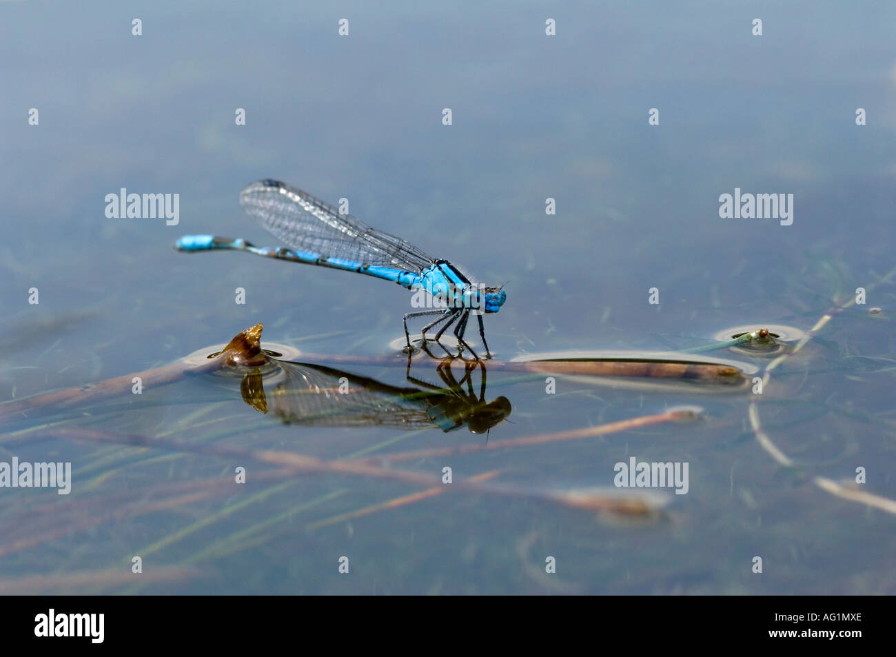 A Common blue damselfly (damsel fly) anallagma cyathigerum on the ...