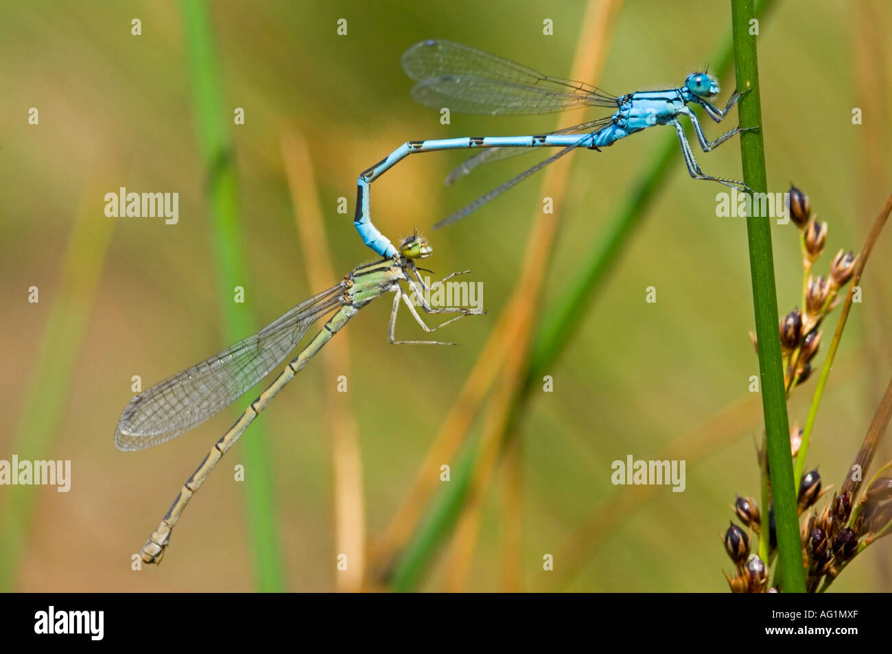 A pair of Common blue damselflies (anallagma cyathigerum) in the ...