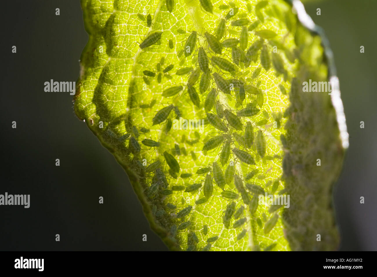 GREENFLY INFESTING A LEAF BACKLIT Stock Photo - Alamy
