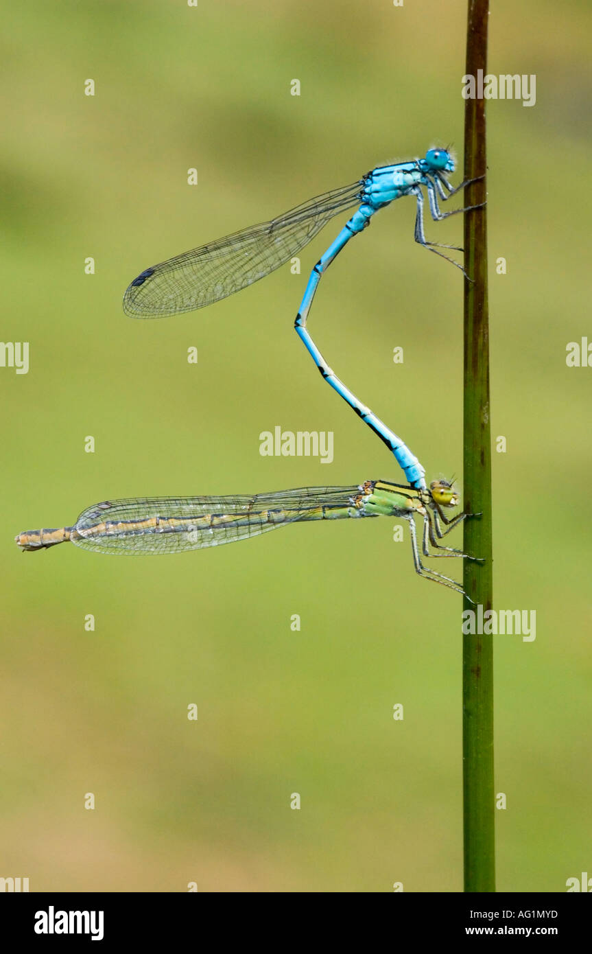 Mating pair common blue damselflies hi-res stock photography and images ...