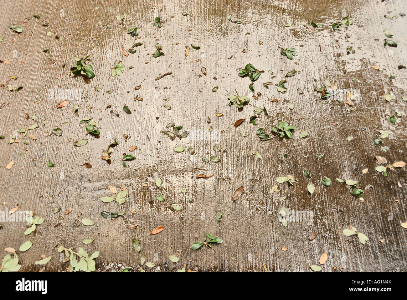 Rain sprinkled leaves hi-res stock photography and images - Alamy