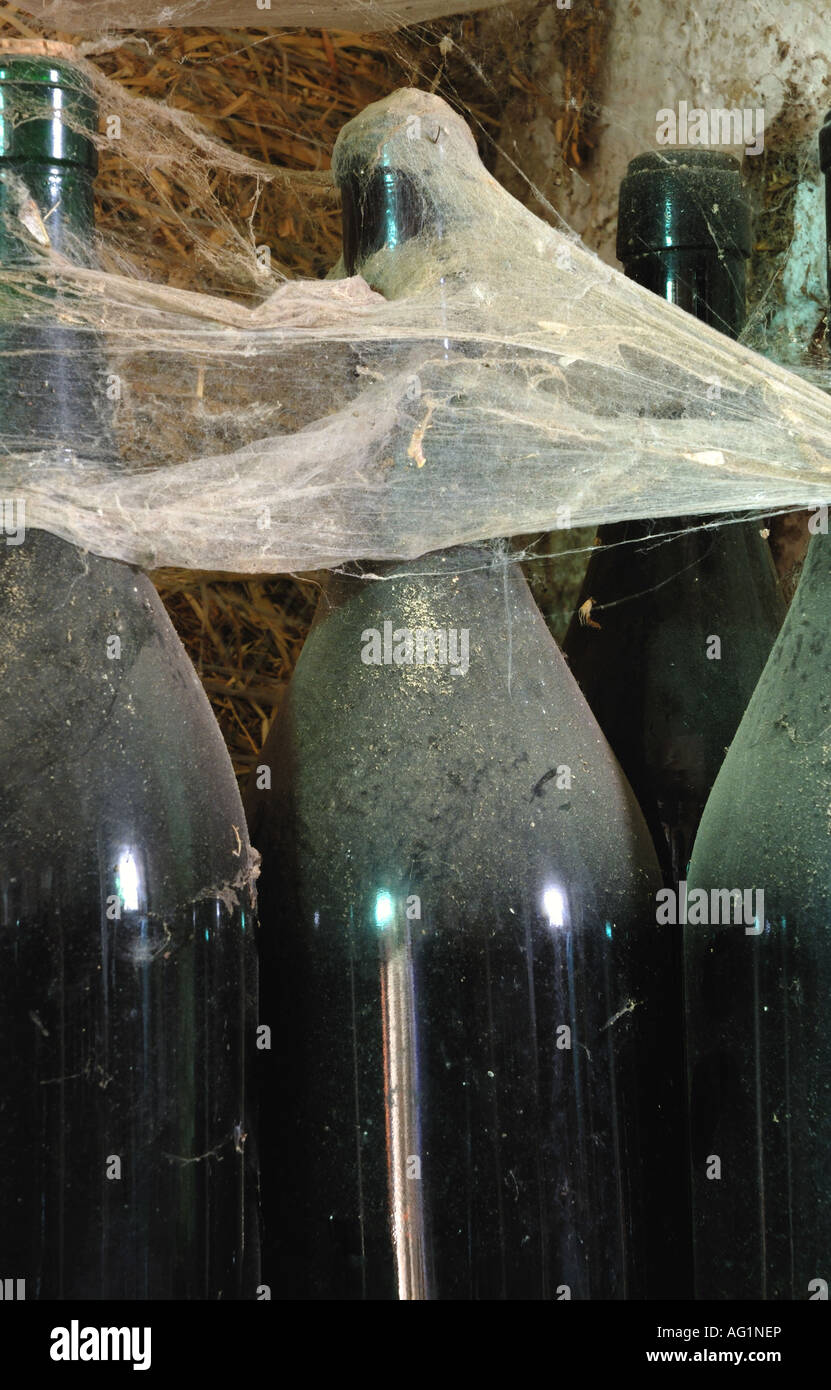 Spider cellar cobweb hi-res stock photography and images - Alamy