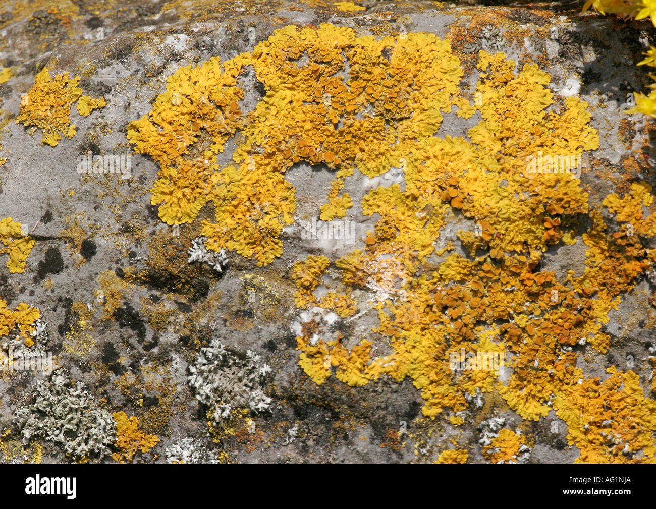 Lichens on the rock hi-res stock photography and images - Alamy
