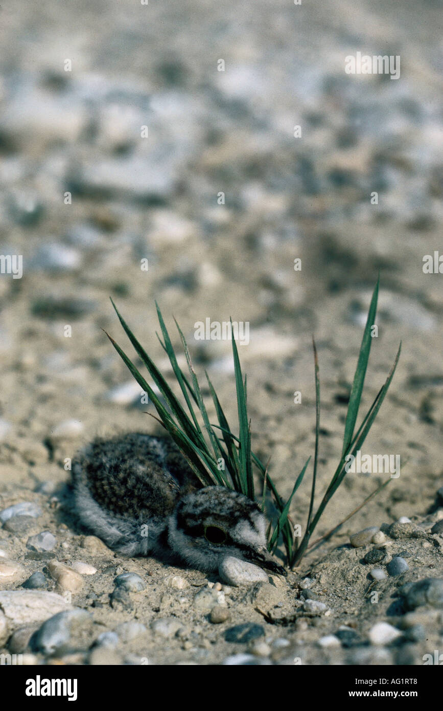 zoology / animals, avian / bird, Charadriidae, Ringed Plover ...