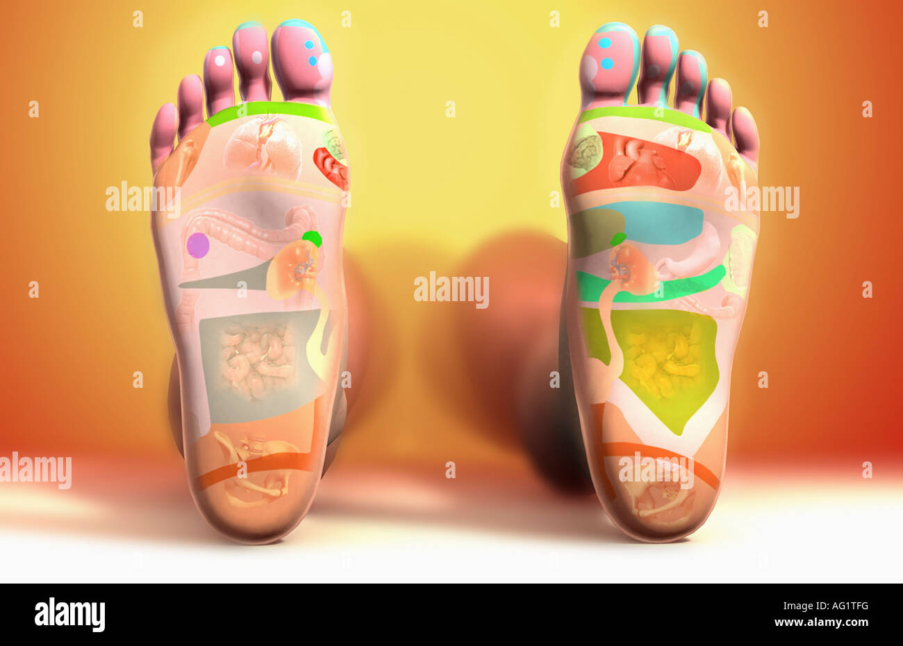 Reflexology foot map Stock Photo - Alamy