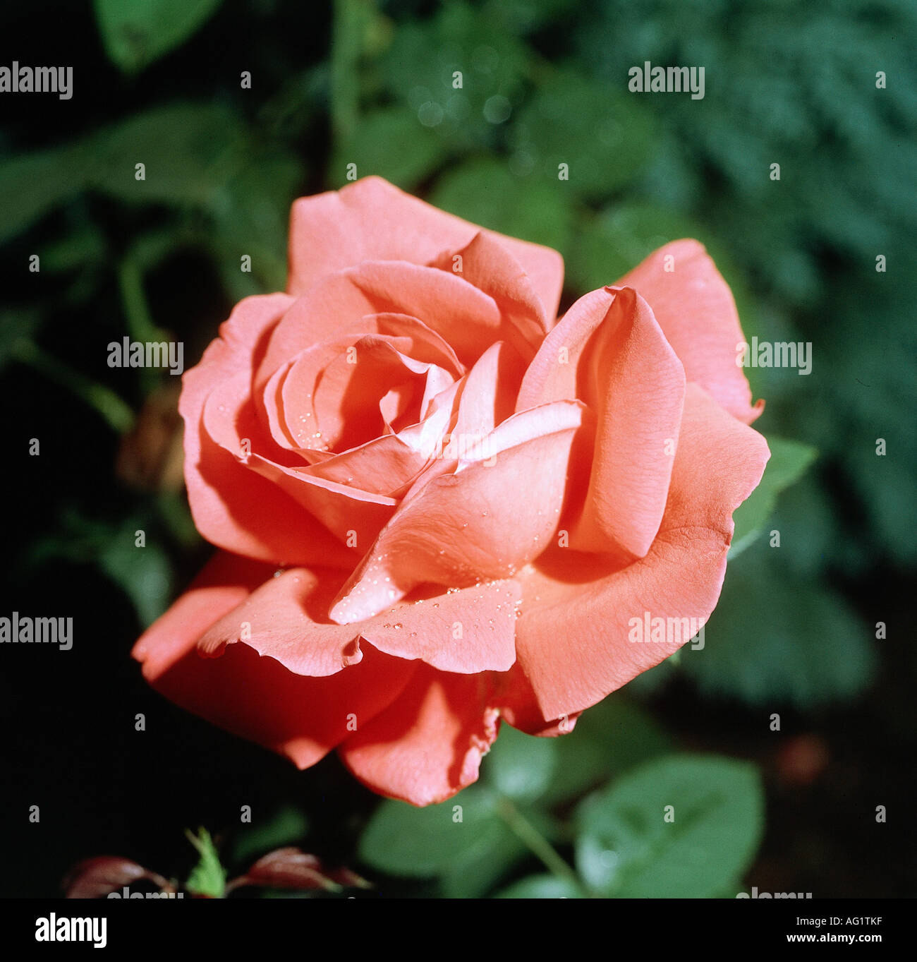 Rose rosa red star hi-res stock photography and images - Alamy