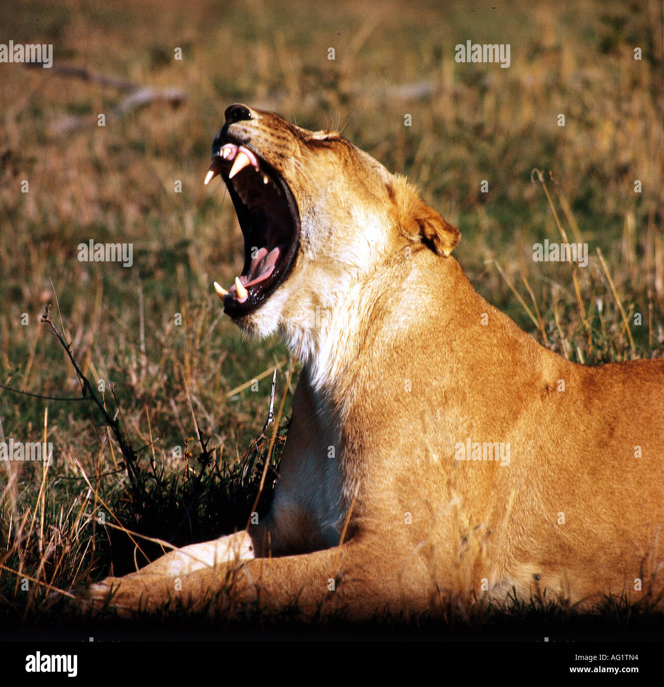 zoology / animals, mammal / mammalian, Felidae, Lion (Panthera leo ...