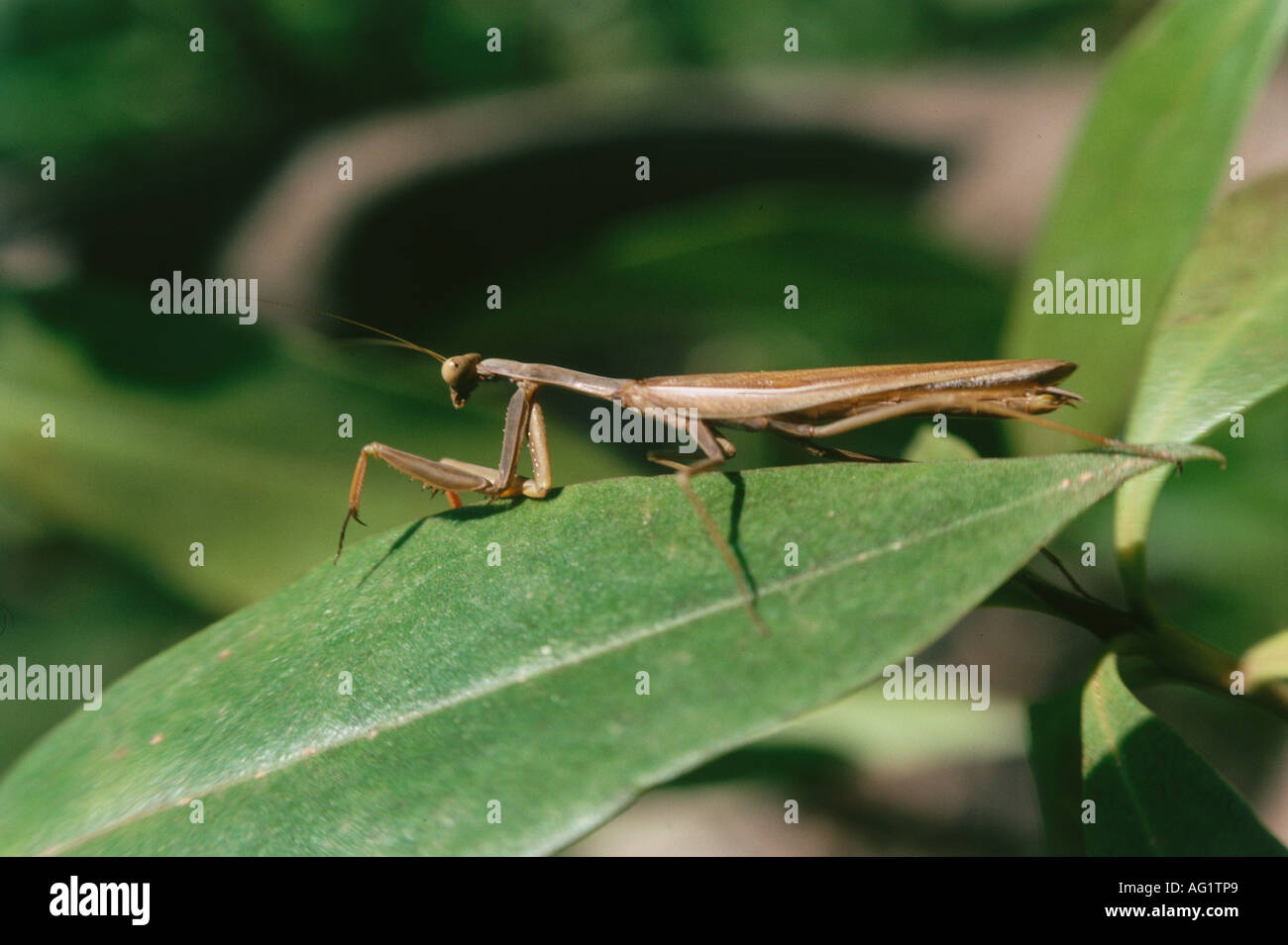 zoology / animals, insect, Mantidae, European mantis (Mantis religiosa ...