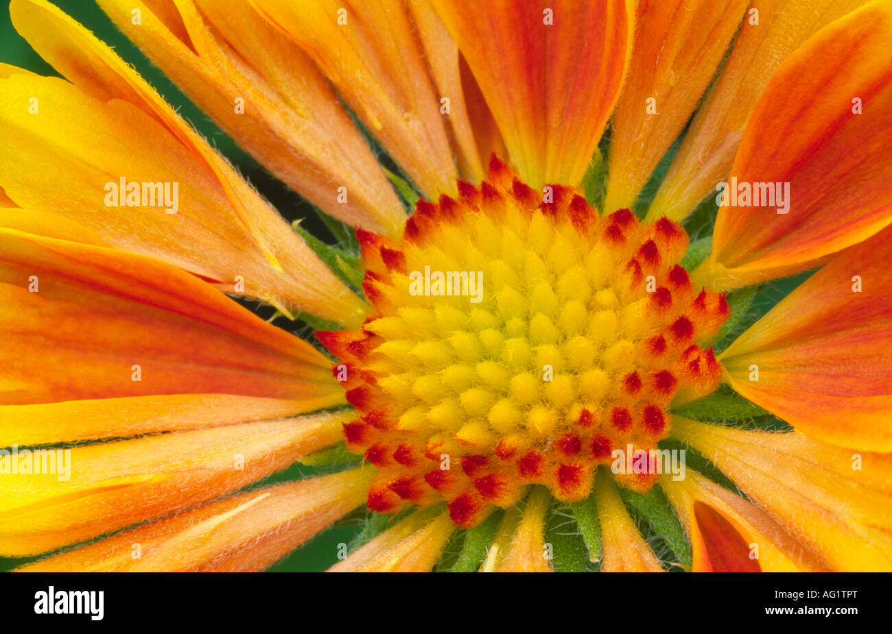 Summer flowers in the garden Gaillardia St Clements Blanket Flower ...