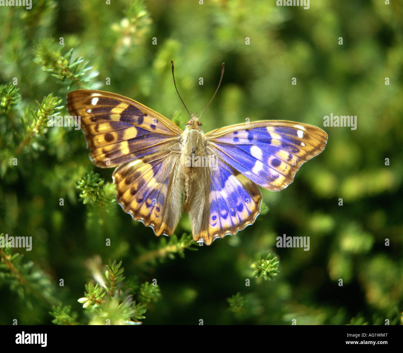 "zoology / animals, insect, Nymphalidae, "Apatura ilia", flying ...