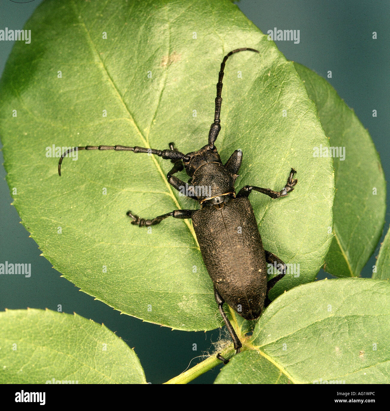 zoology / animals, insect, Cerambycidae, Musk beetle (Aromia moschata ...