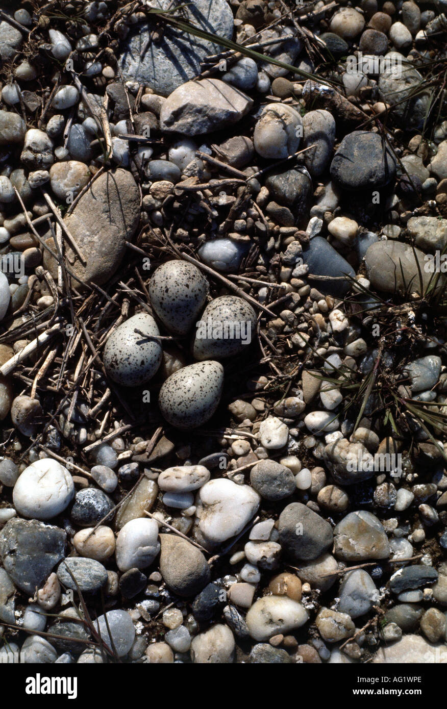 zoology / animals, avian / bird, Charadriidae, Ringed Plover ...