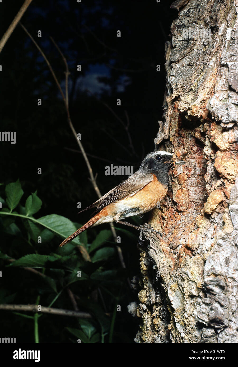 zoology / animals, avian / bird, Muscicapidae, Common Redstart ...