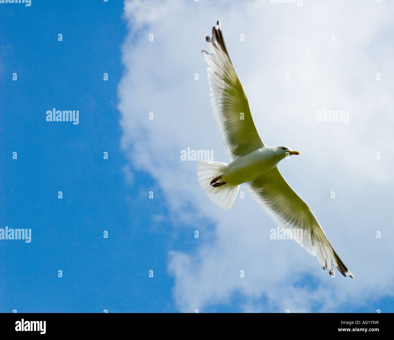 Upward shot of Large Adult Seagull Flying/ with fully extended wing ...