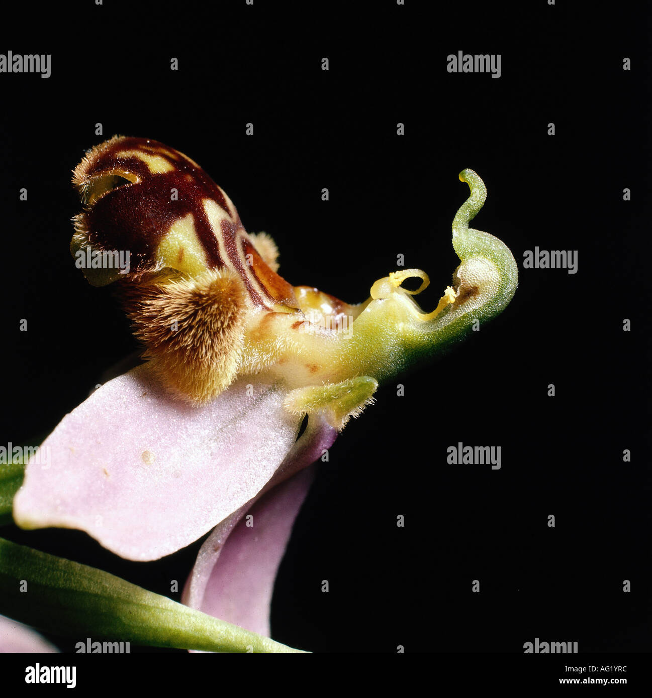 botany, Ophrys, species, Bee Orchid, (Ophrys apifera), flower, orchid ...