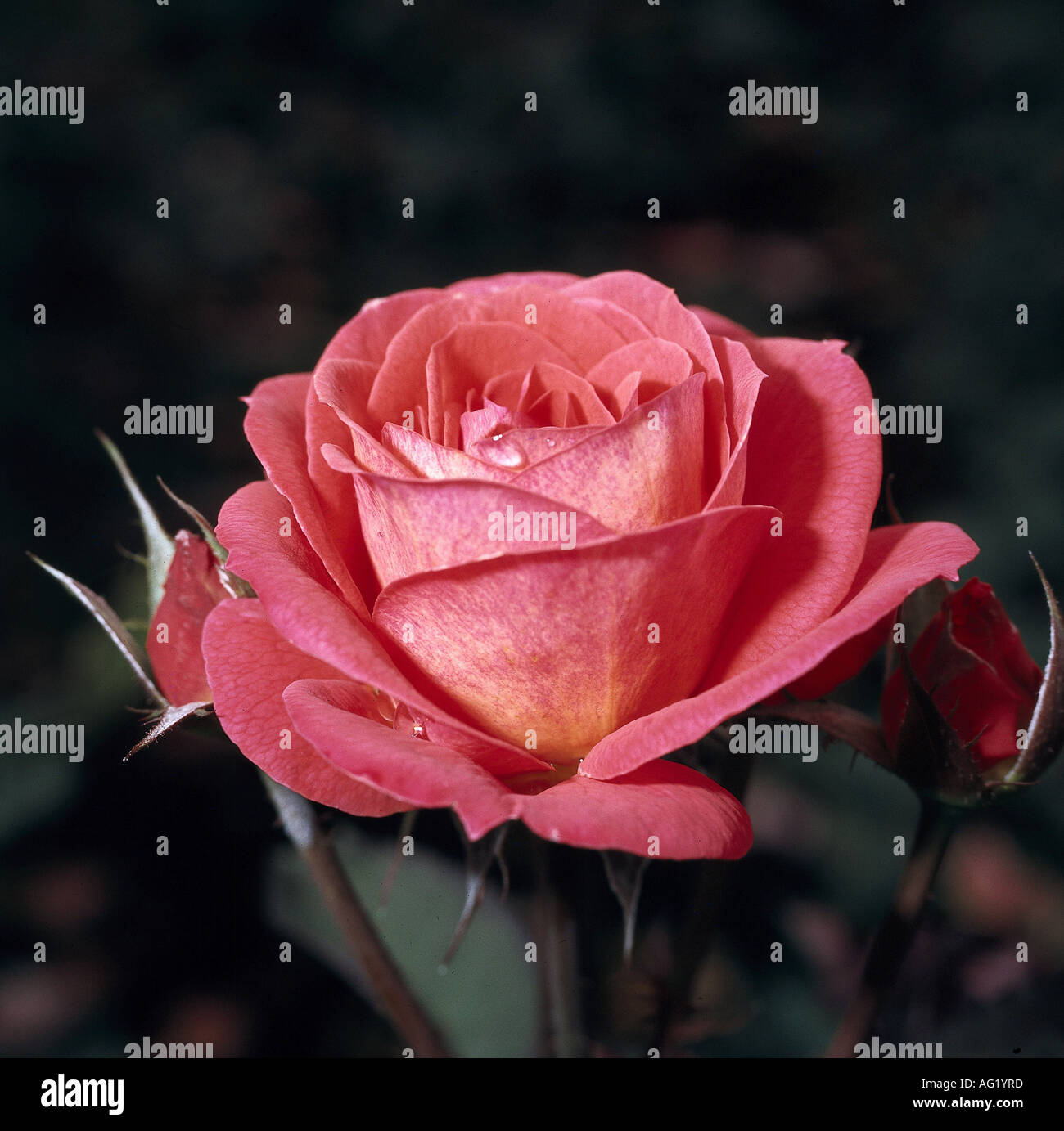botany, rose, (Rosa), species, Mireille Mathieu, flower, Rosaceae ...
