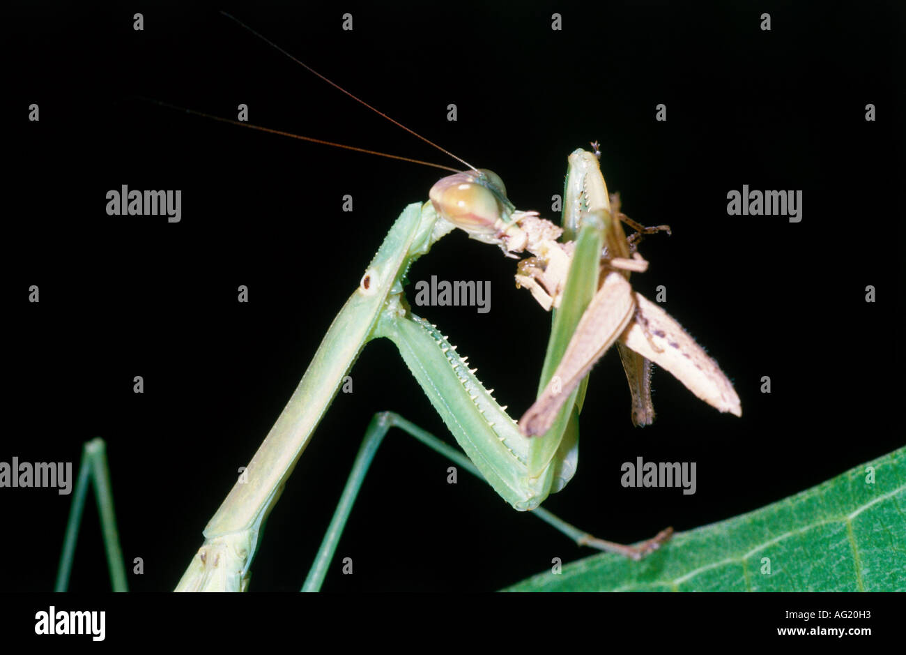 zoology / animals, insect, Mantidae, European mantis (Mantis religiosa ...