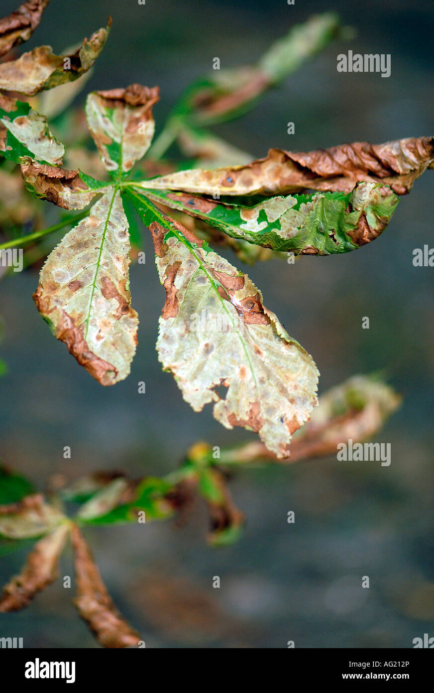 Brown curled leaf moth hi-res stock photography and images - Alamy