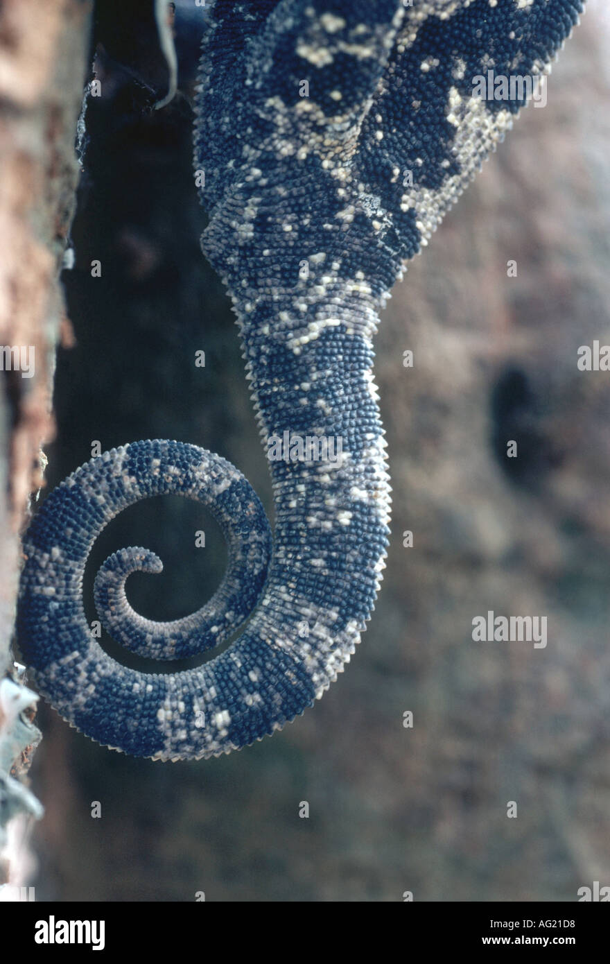 Chameleon tail coiled hi-res stock photography and images - Alamy
