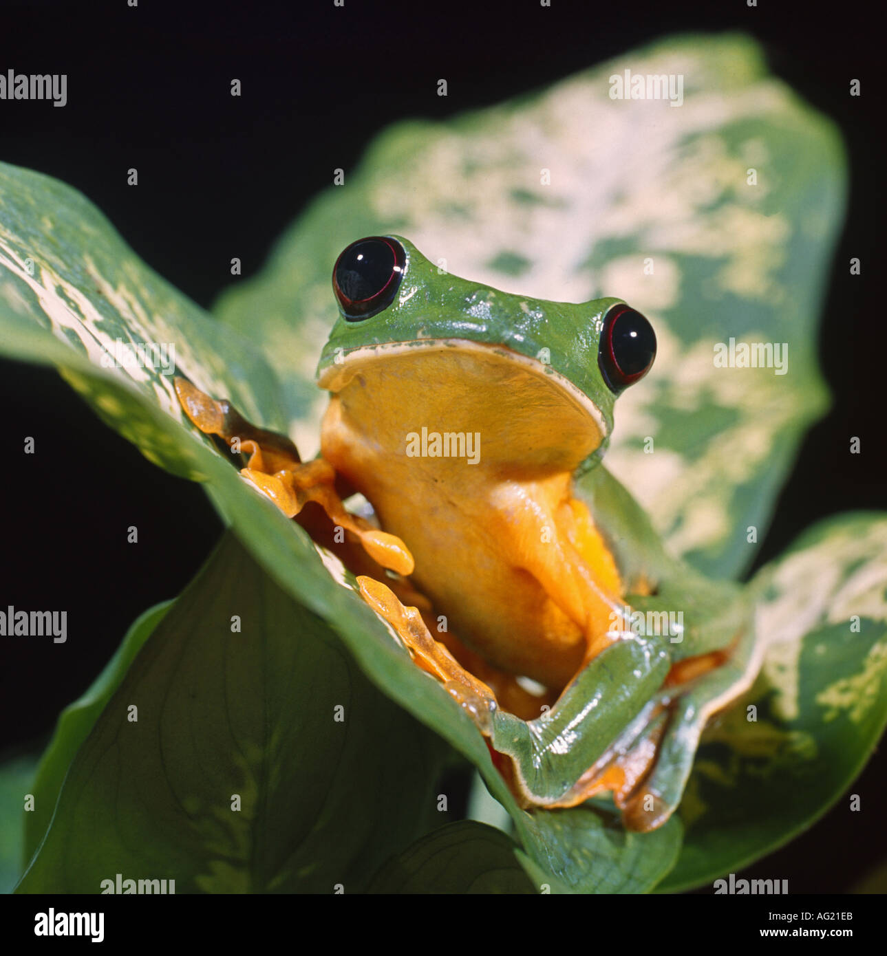Costa Rican flying frog Stock Photo - Alamy