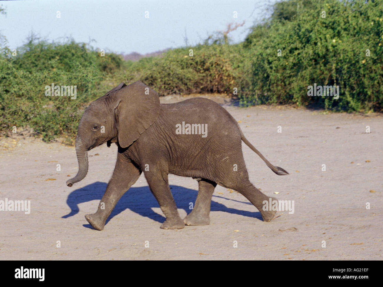 Baby elephants running hi-res stock photography and images - Alamy