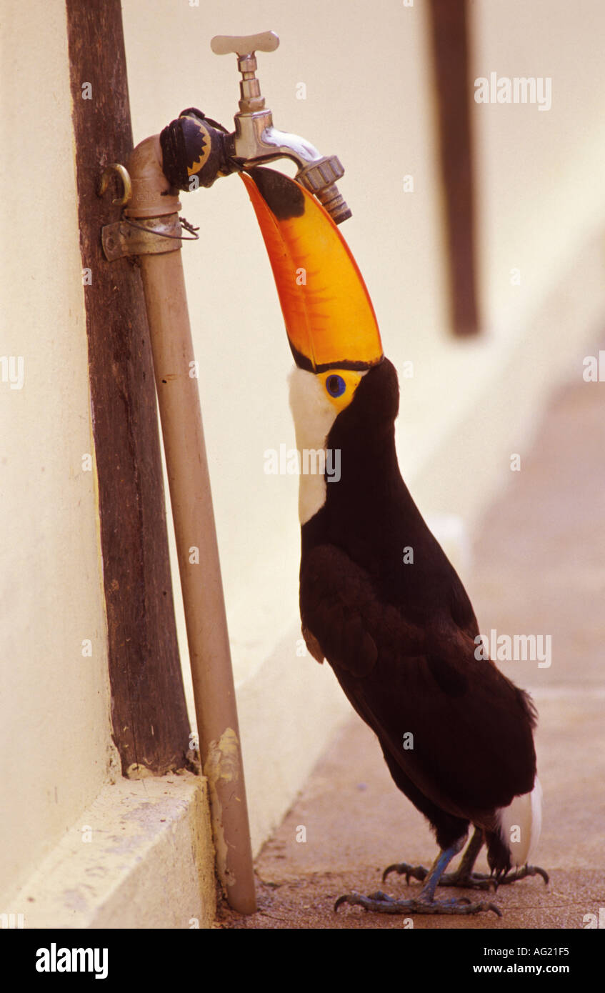 Toco toucan drinking from tap Stock Photo - Alamy