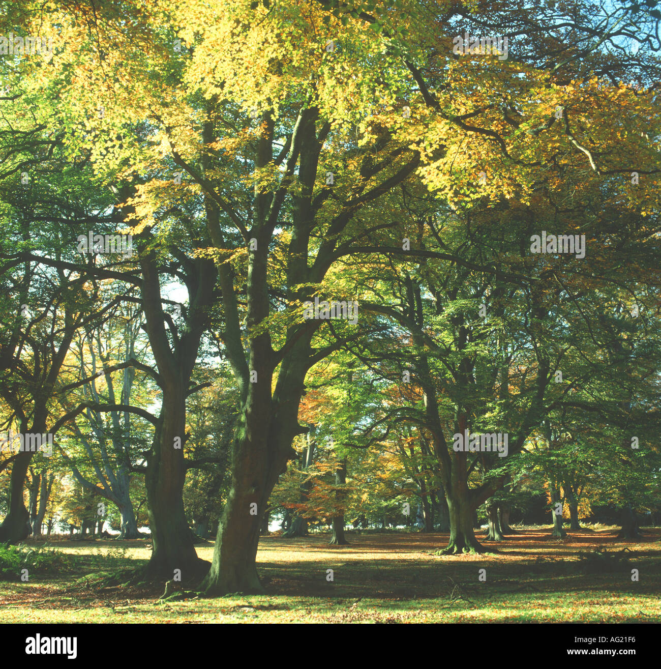 Beechwoods forest hi-res stock photography and images - Alamy