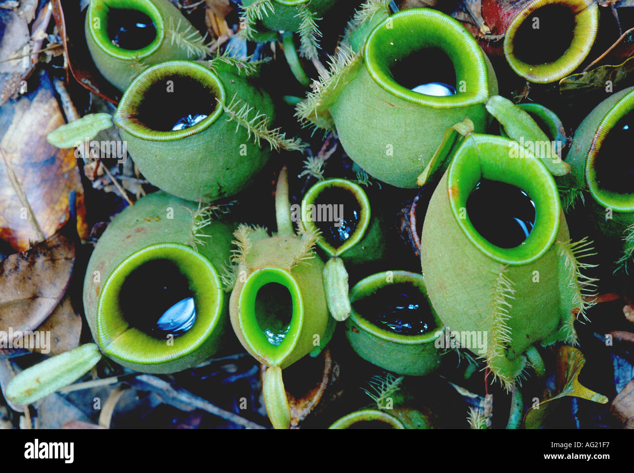Narrow lipped pitcher plants Malaysia Stock Photo - Alamy