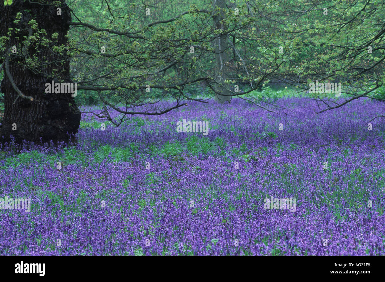 Bluebells beneath trees Stock Photo - Alamy