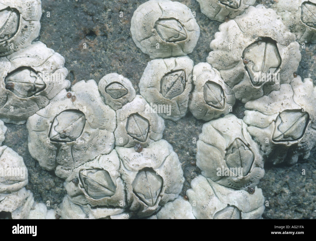 Balanus balanoides hi-res stock photography and images - Alamy