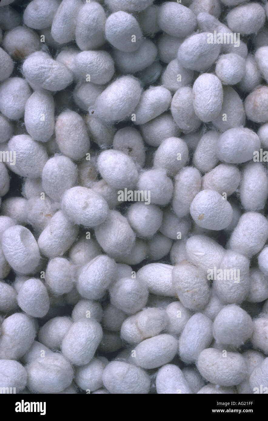 Silkworm cocoons in China Stock Photo - Alamy