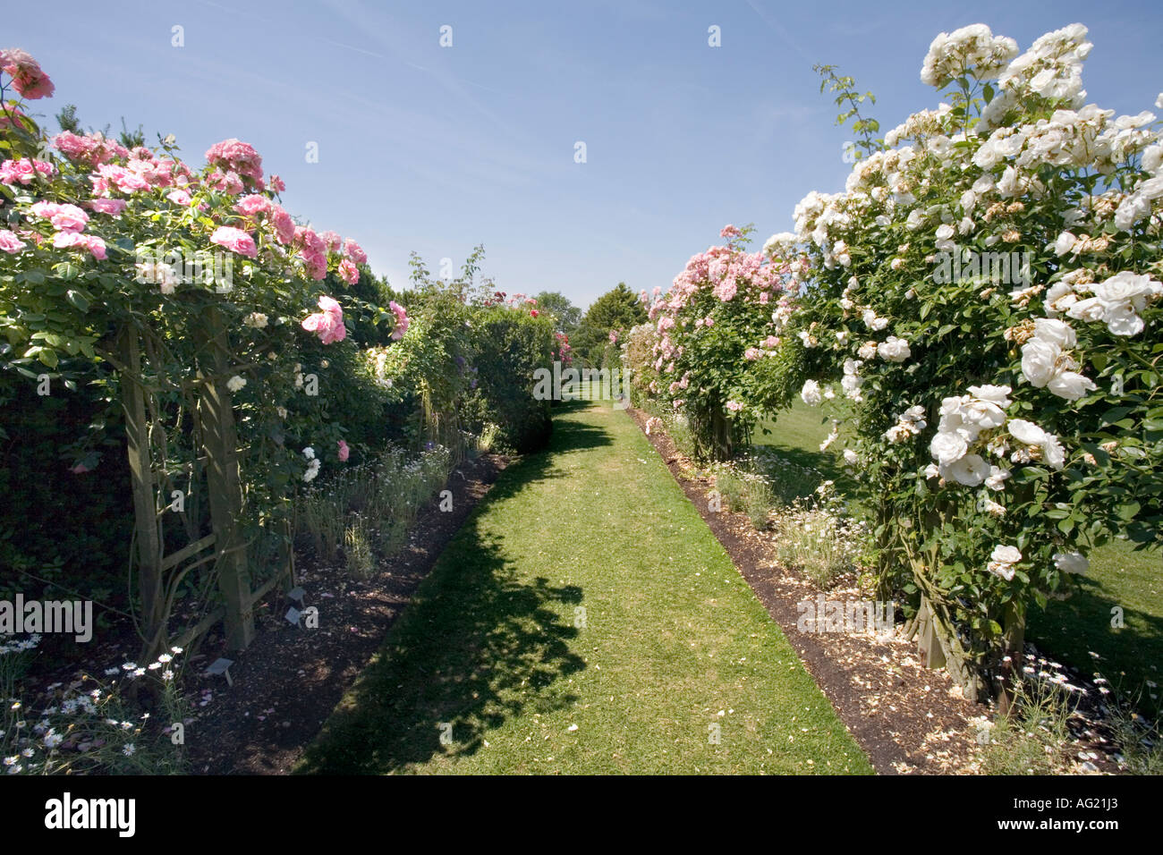 THE ROSE ROPE GARDEN AT RHS HYDE HALL Stock Photo - Alamy