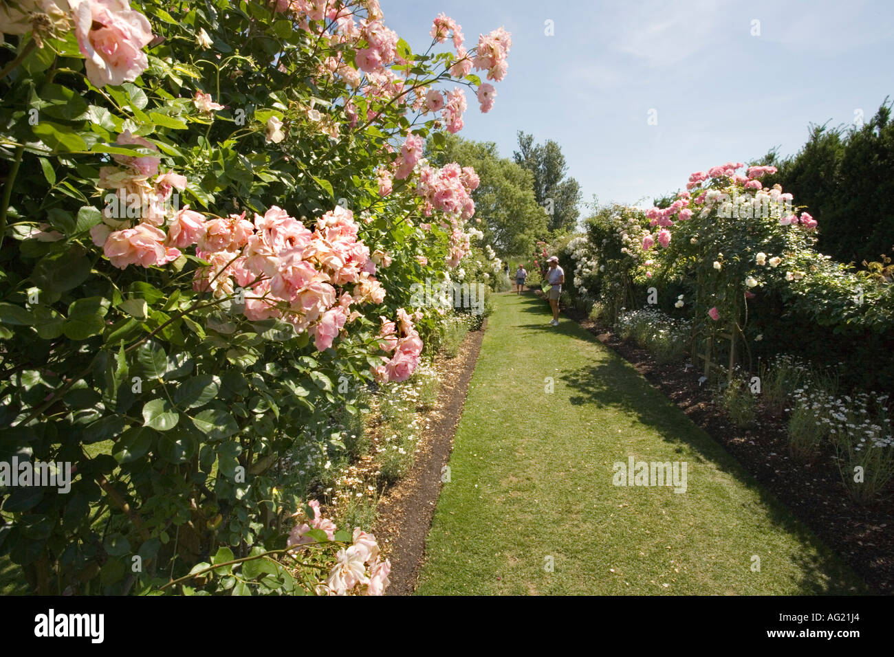 Hyde Hall Rose High Resolution Stock Photography and Images - Alamy