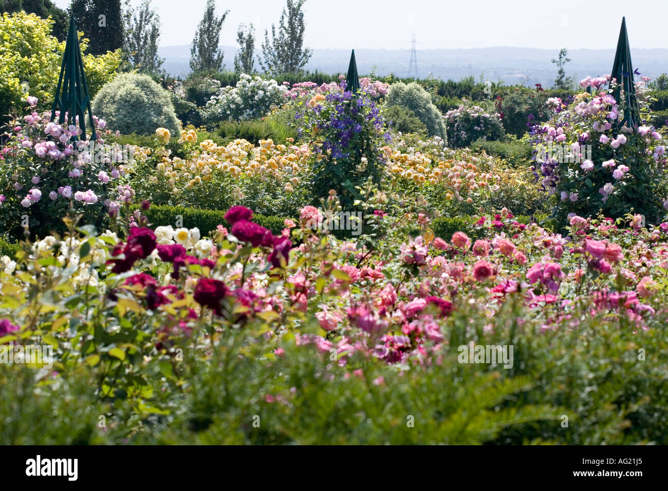 Hyde hall rose hi-res stock photography and images - Alamy