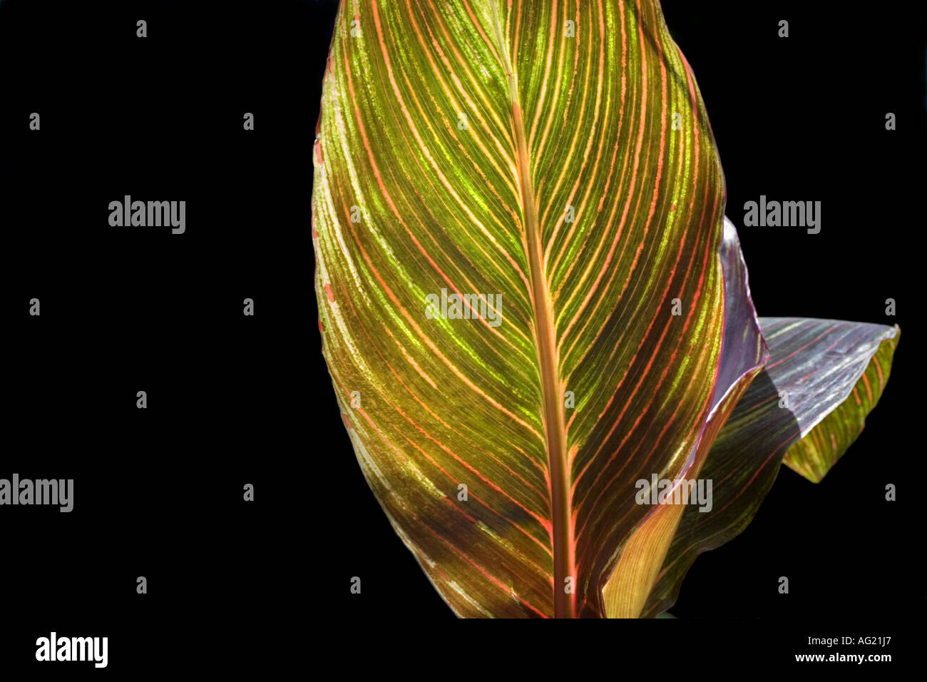 CANNA TROPICANNA LEAF BACKLIT SHOWING THE VARIEGATED FOLIAGE Stock ...