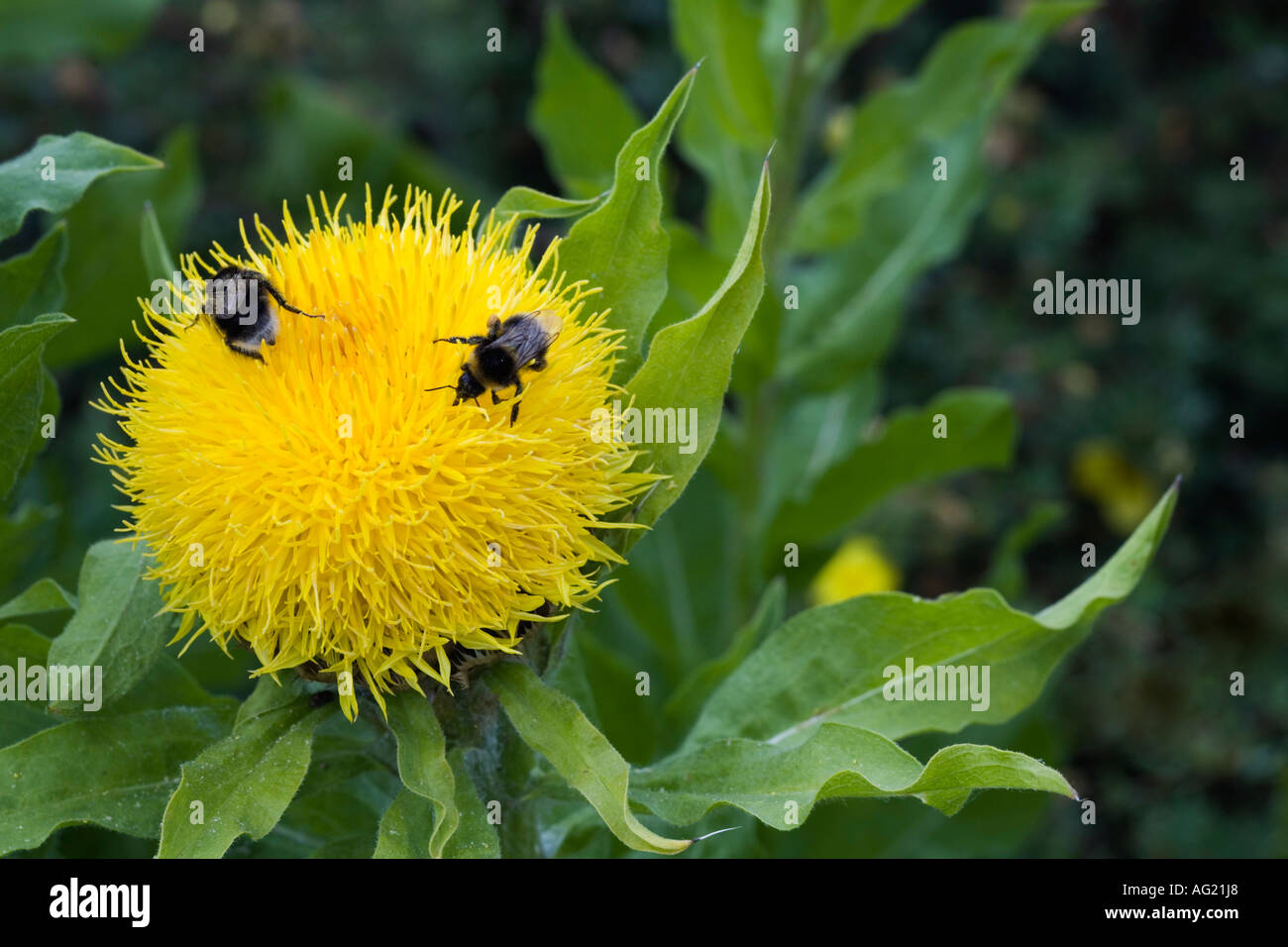 Macrocephala hi-res stock photography and images - Alamy