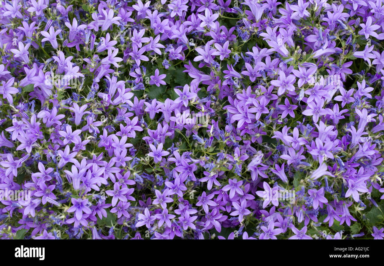 CAMPANULA PORTENSCHLAGIANA COMMON NAME IS DALMATION BELLFLOWER Stock ...