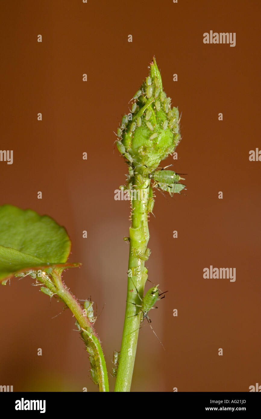 Infesting hi-res stock photography and images - Alamy