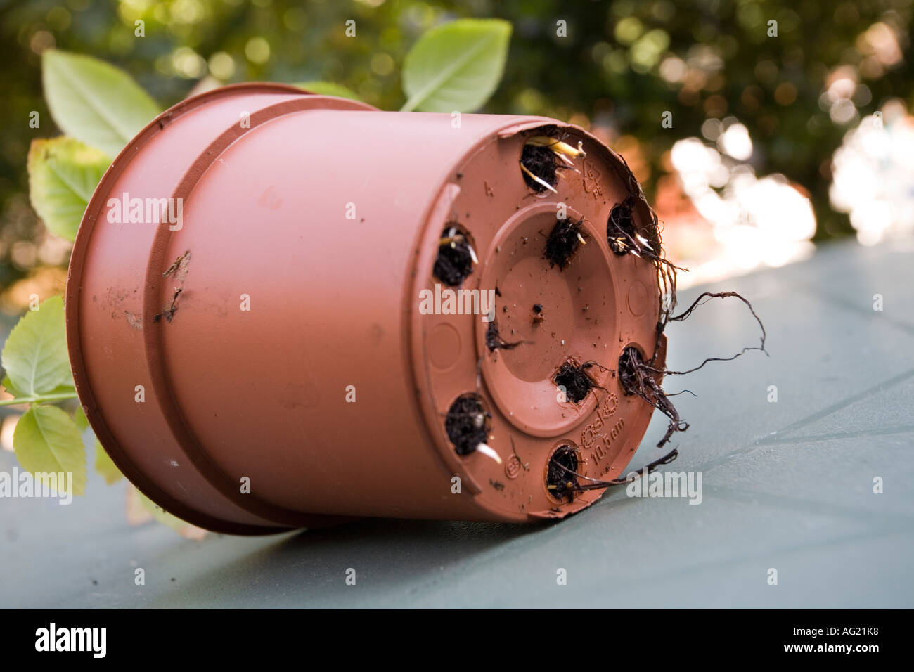 ROOTS SHOWING THROUGH THE BOTTOM OF A POT Stock Photo - Alamy