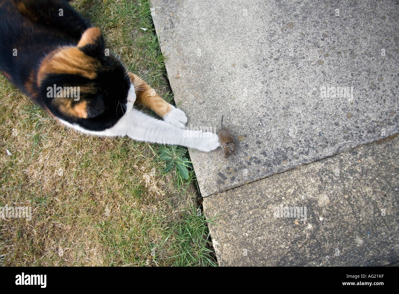 Domestic cat catching and playing with a vole in a garden Stock Photo ...