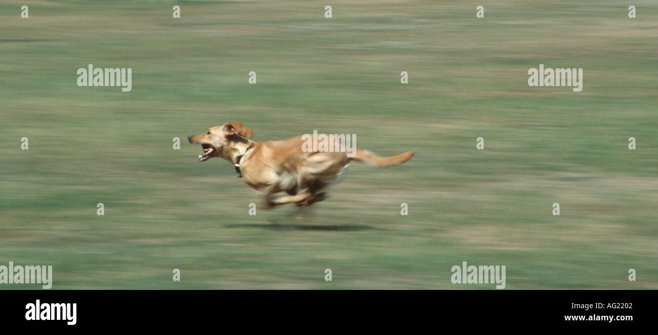 Dog running at speed Stock Photo - Alamy