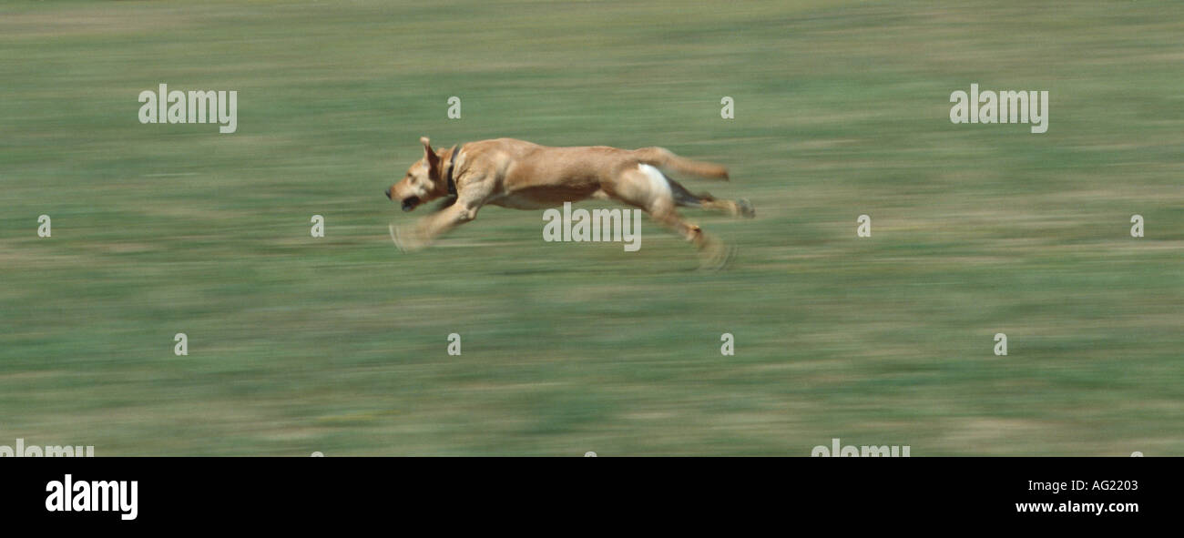 Panning forward hi-res stock photography and images - Alamy