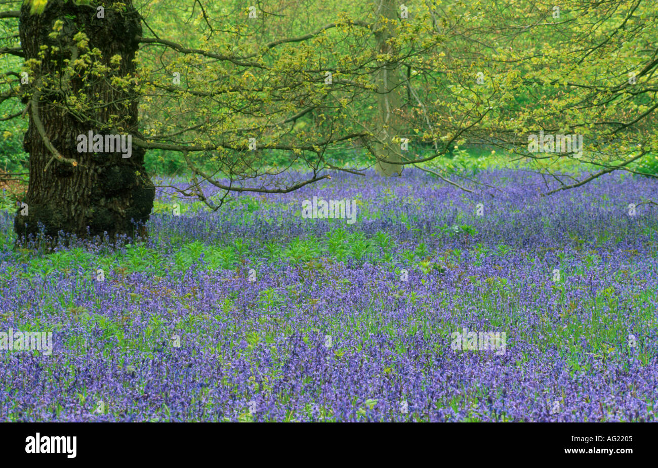 Bluebells beneath trees hi-res stock photography and images - Alamy