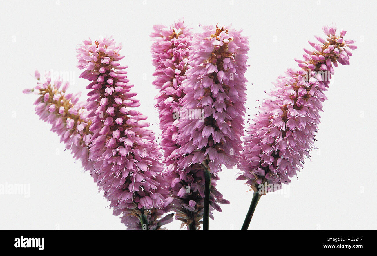 Close up of pink polygonum bistorta flowers flower Stock Photo - Alamy