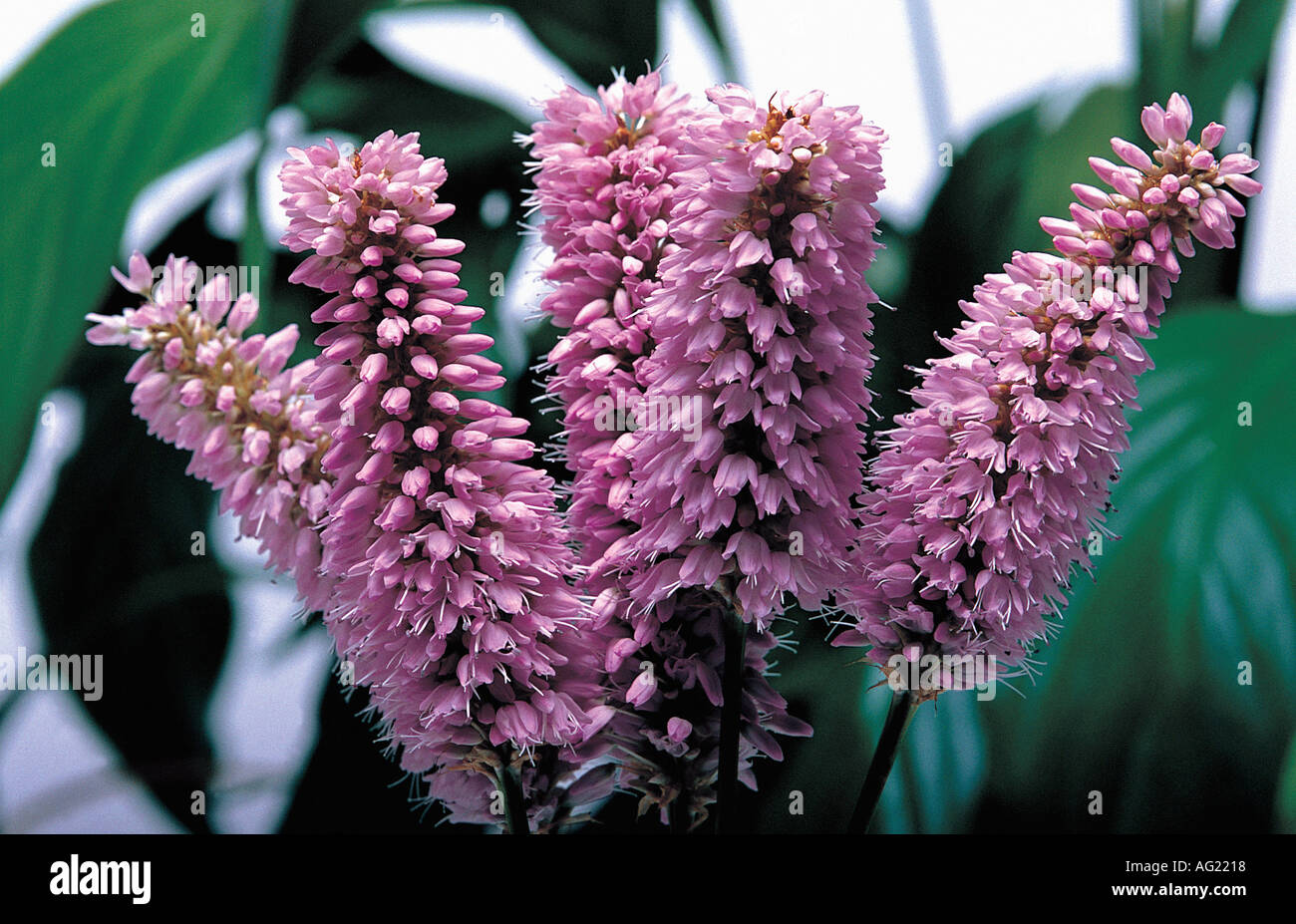 Polygonum flowers hi-res stock photography and images - Alamy