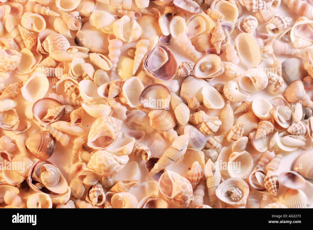 Variety of oceanic shells hi-res stock photography and images - Alamy