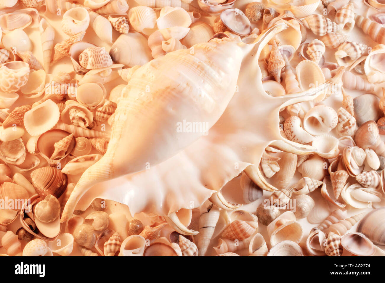 Variety of oceanic shells hi-res stock photography and images - Alamy