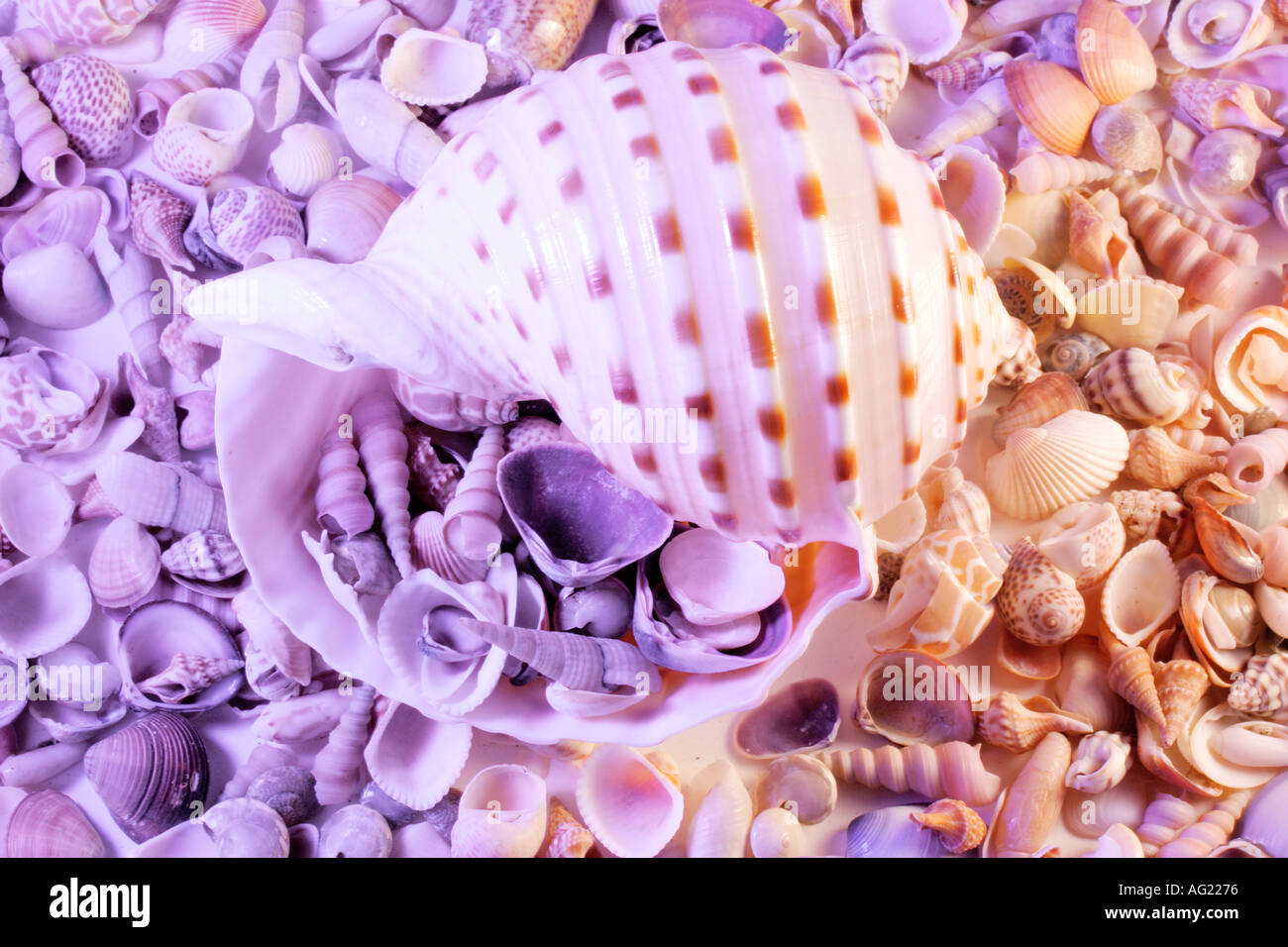 Variety of oceanic shells hi-res stock photography and images - Alamy